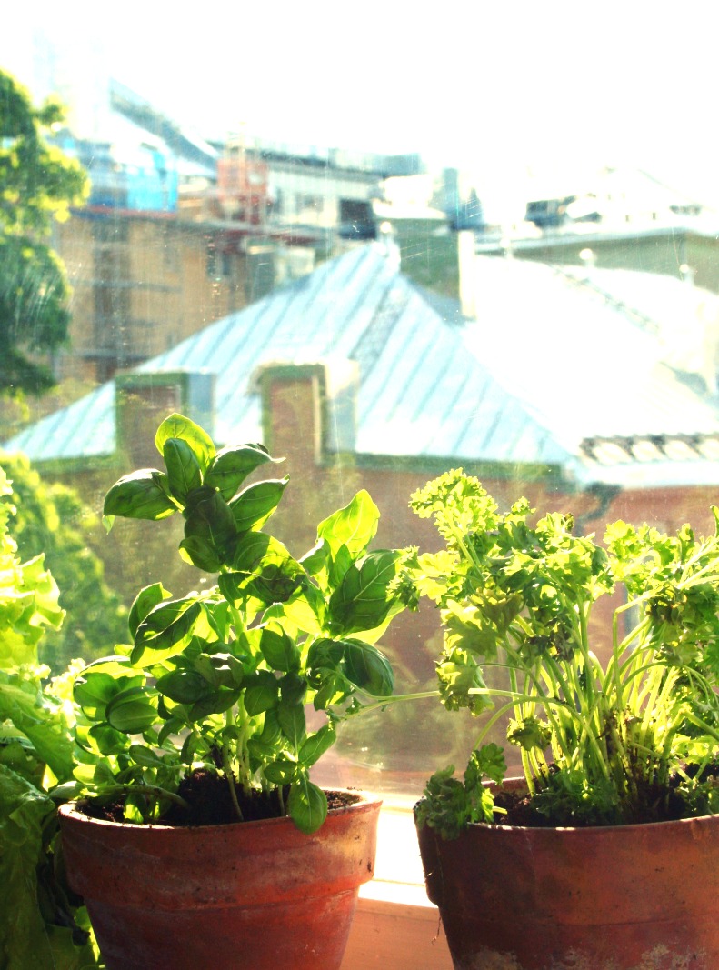 KASVIMAA KATTOJEN YLLÄ - MAMI GO GO